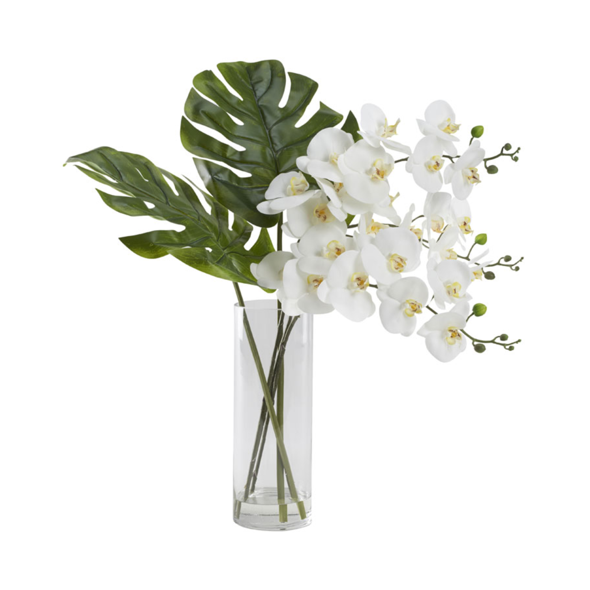 White Orchids with Split Leaf Philo in Fleur Vase – Hamma Galleries